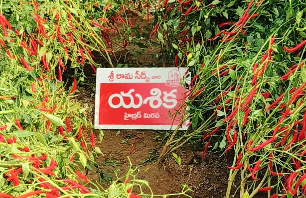 Vegetable Seeds - Sri rama Seeds